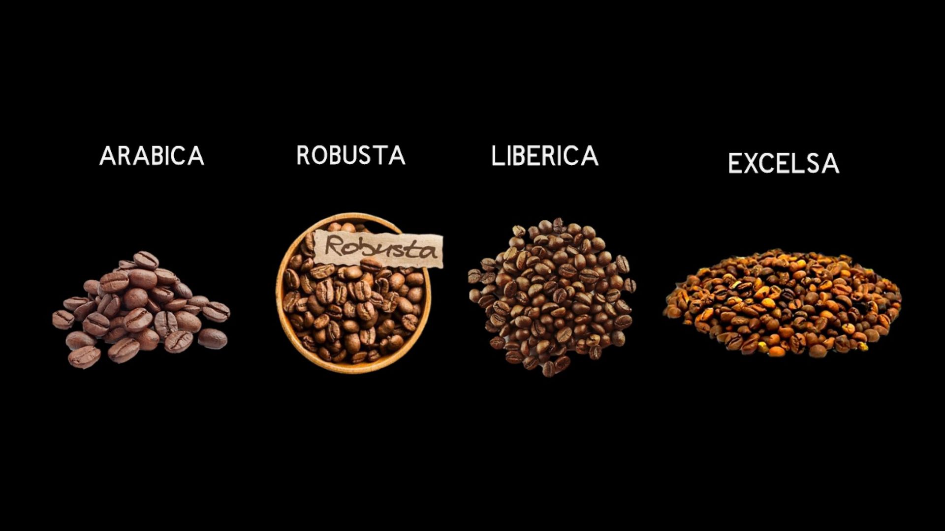 Types of Coffee Beans and What Sets them Apart? | Solai Coffee