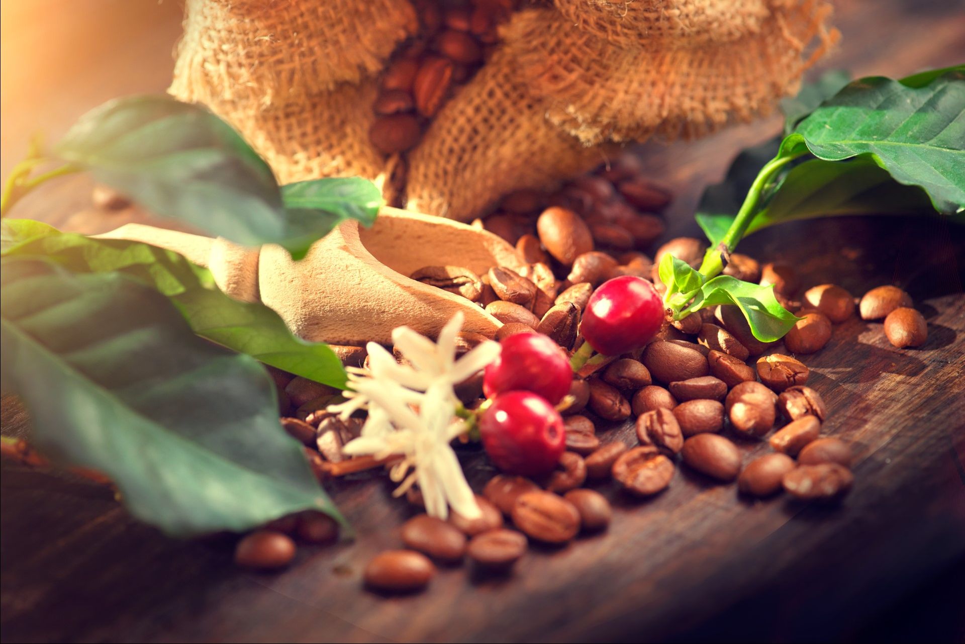 Exploring the Coffee Supply Chain | Solai Coffee