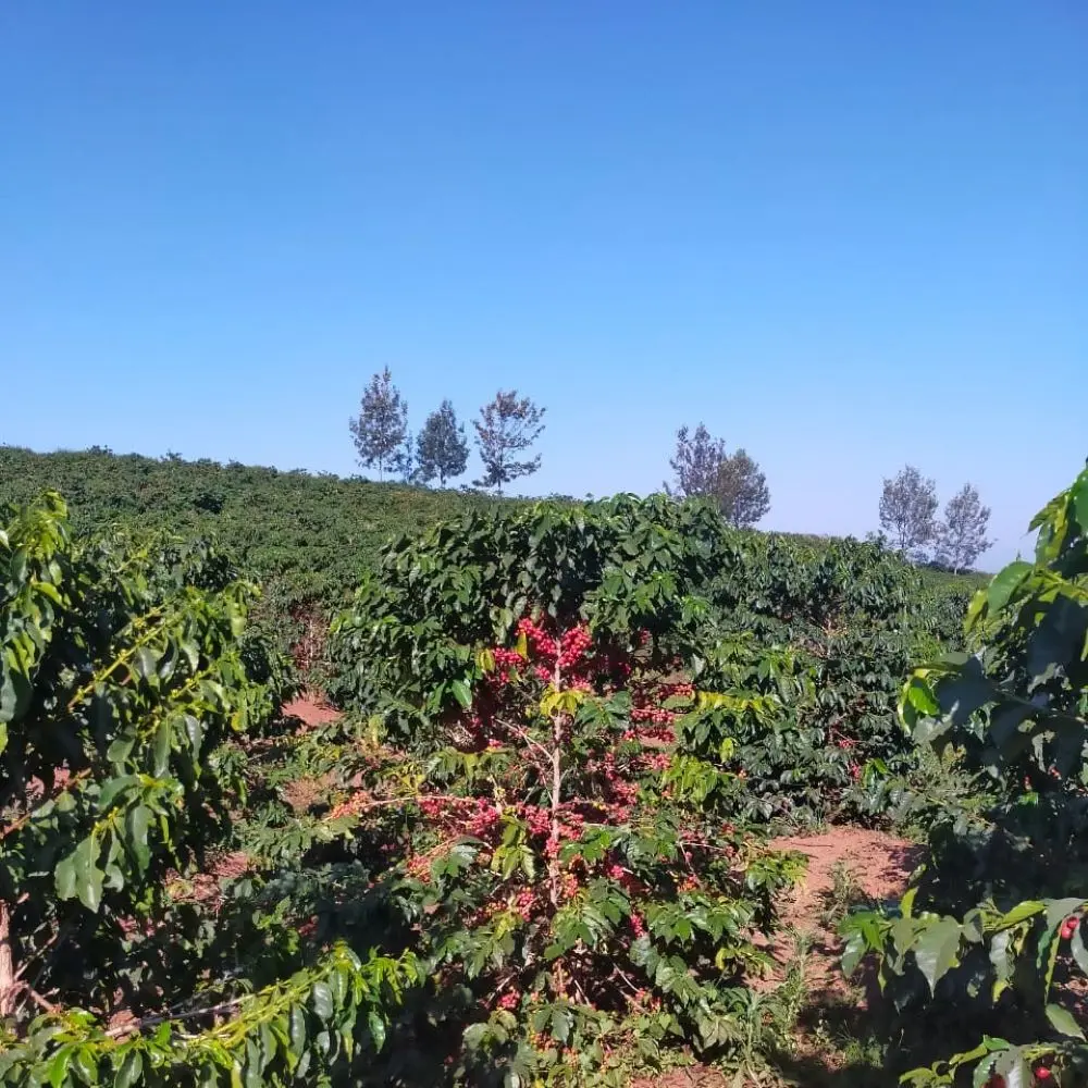 How Altitude Affects Coffee Beans and Taste | Solai Coffee