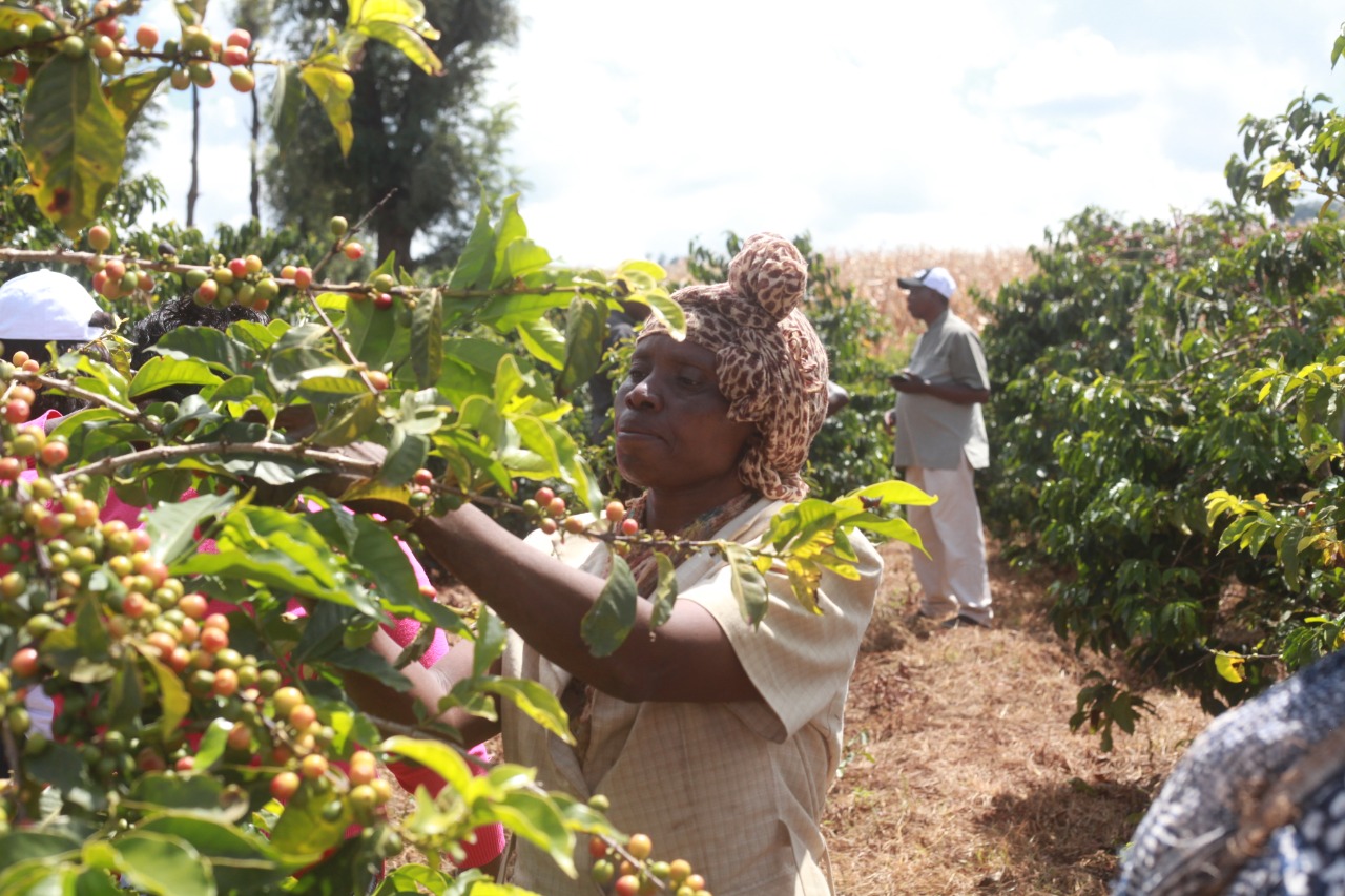 Coffee Harvesting Process in Kenya | Solai Coffee