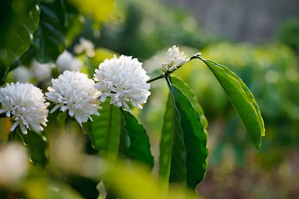 Coffee Plant Flowering