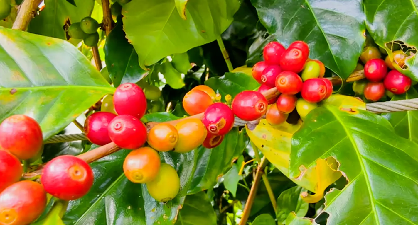 Coffee Varieties Explained: Bourbon, Typica, Gesha, SL28 & Genetics